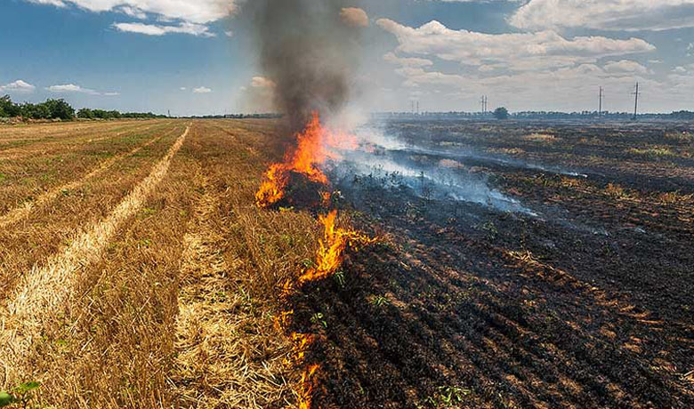 Paddy Residue Burning: Drivers, Challenges and Potential Solutions | TERI