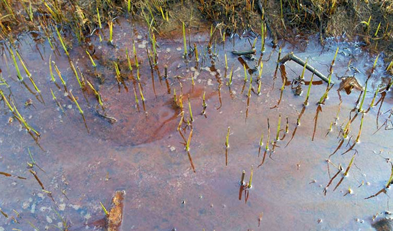 Slick Solution: Get eco-friendly microbes to chew oil-spills | TERI