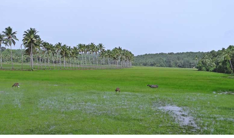 Touring Goa's precious wetlands | TERI