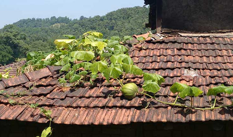 Know, grow and fortify daily food at your own premises | TERI