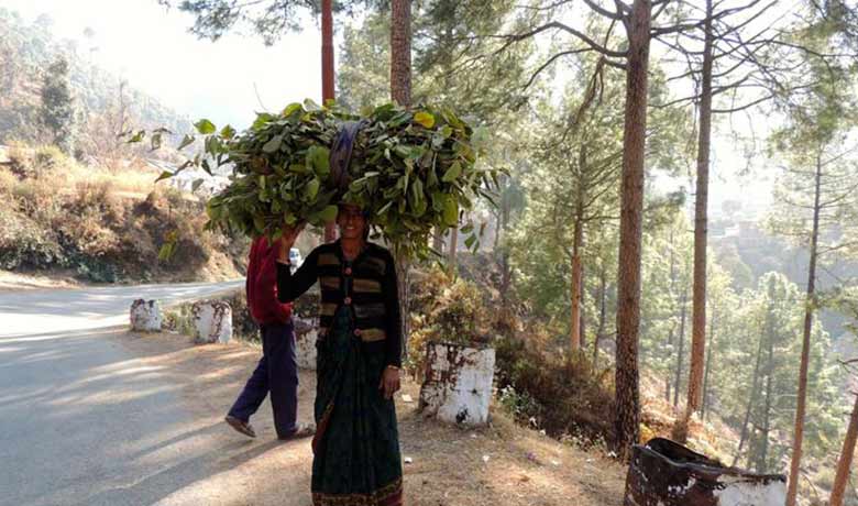 Losing the benefits of forests to degradation? | TERI