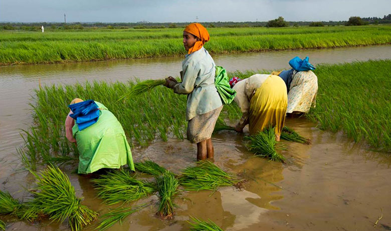 A Goa village that strives to protect the fast-vanishing 'Khazans' | TERI
