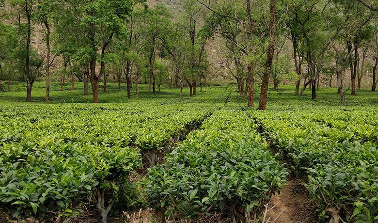 Improving soil microorganisms for sturdier tea cultivation, come ...
