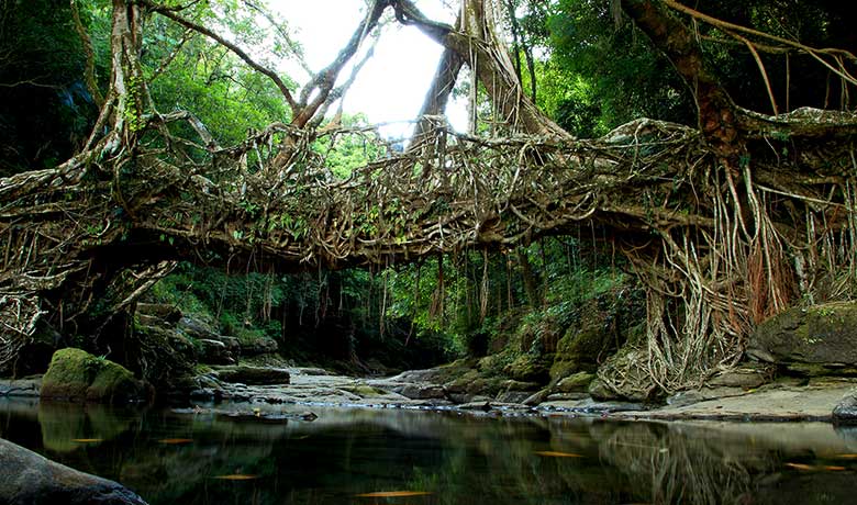 Biodiversity, Pandemics, and the Web of Life | TERI